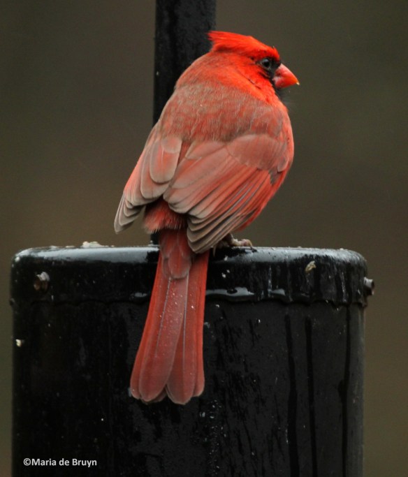 Resplendent remiges and rectrices – bird beauty from behind | My ...