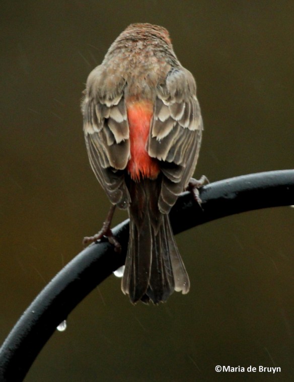 Resplendent remiges and rectrices – bird beauty from behind | My ...