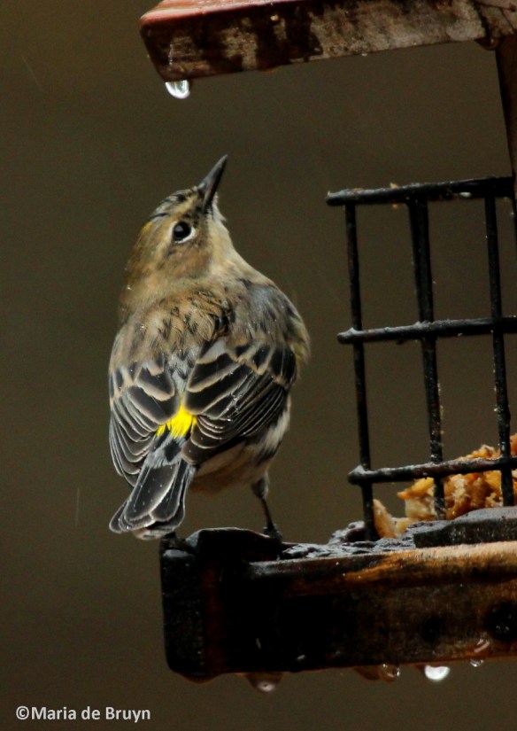 Resplendent remiges and rectrices – bird beauty from behind | My ...
