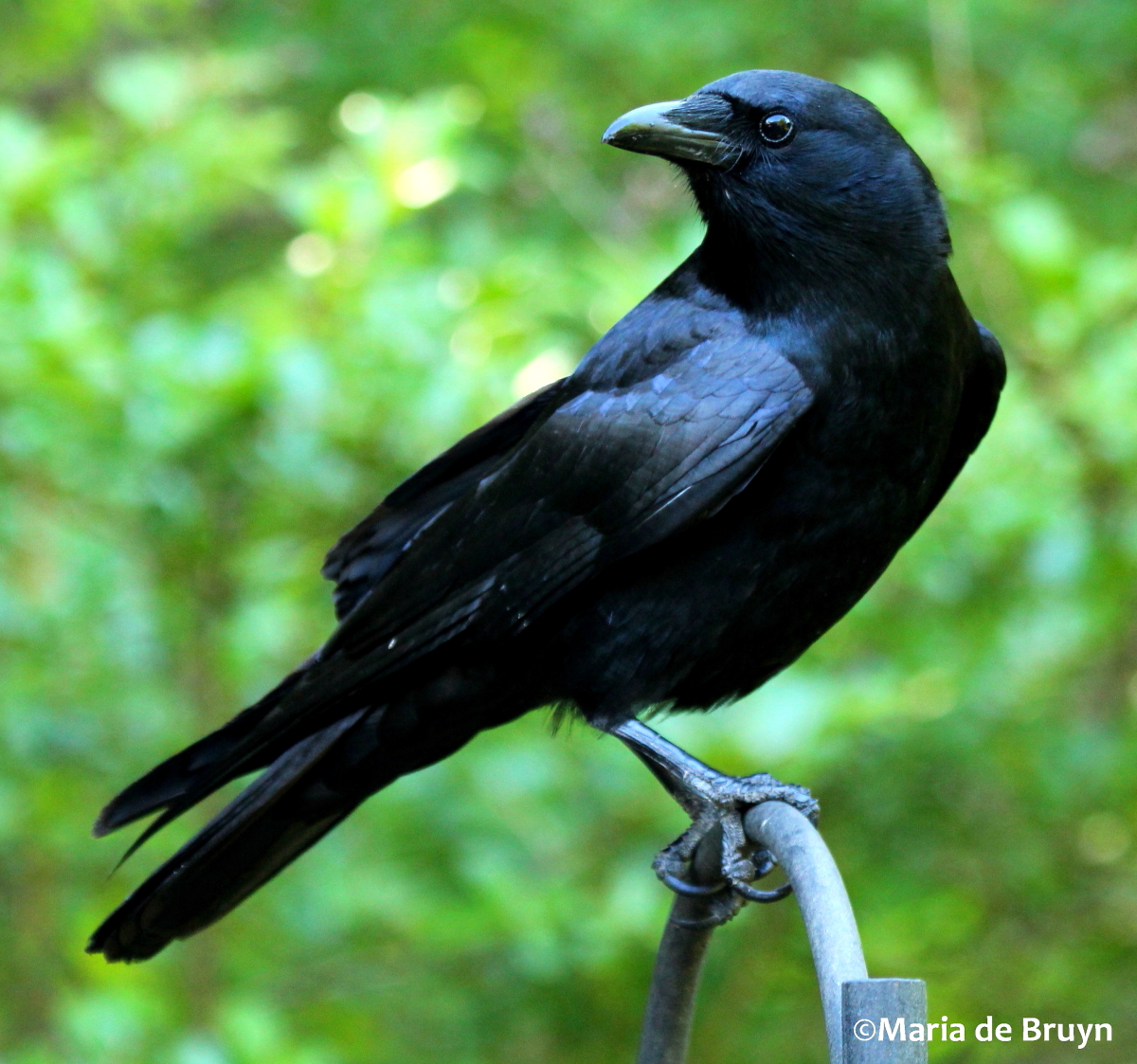 Casey Crow adopts a home | My beautiful world