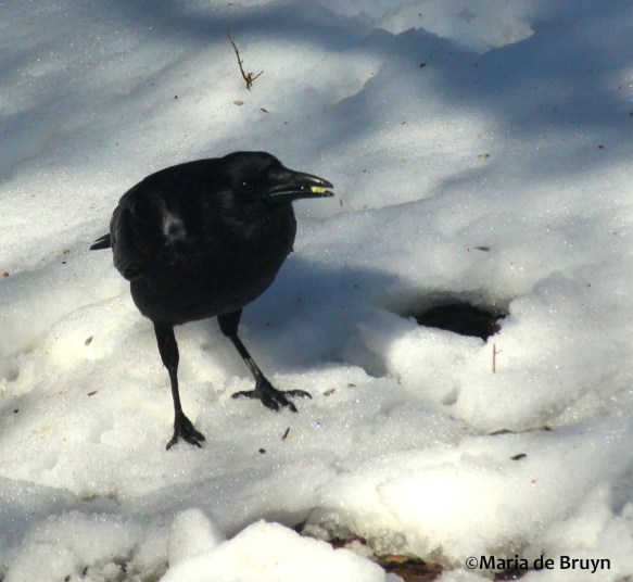 Casey Crow adopts a home | My beautiful world