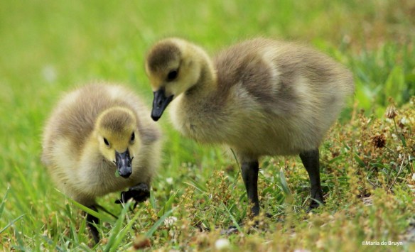 A blended bird family! | My beautiful world