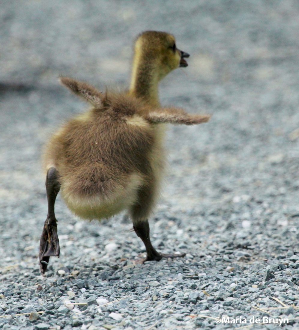 A blended bird family! | My beautiful world