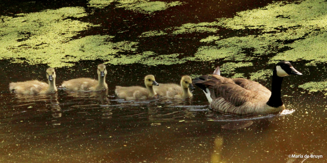 A blended bird family! | My beautiful world