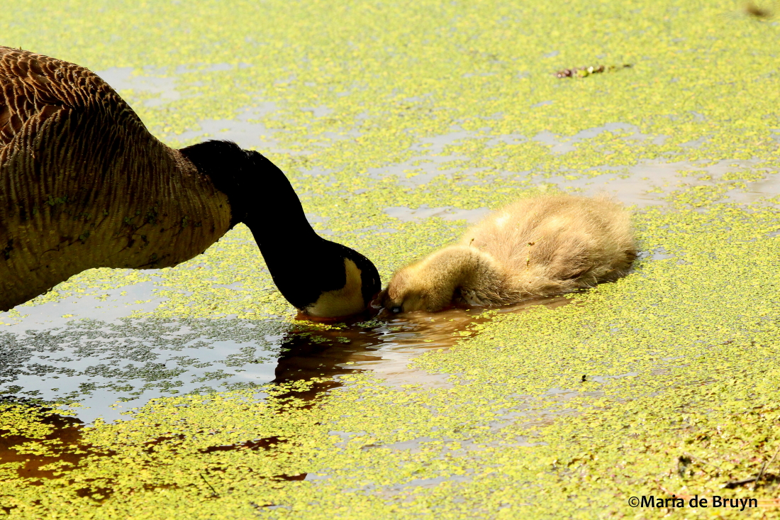 A blended bird family! | My beautiful world