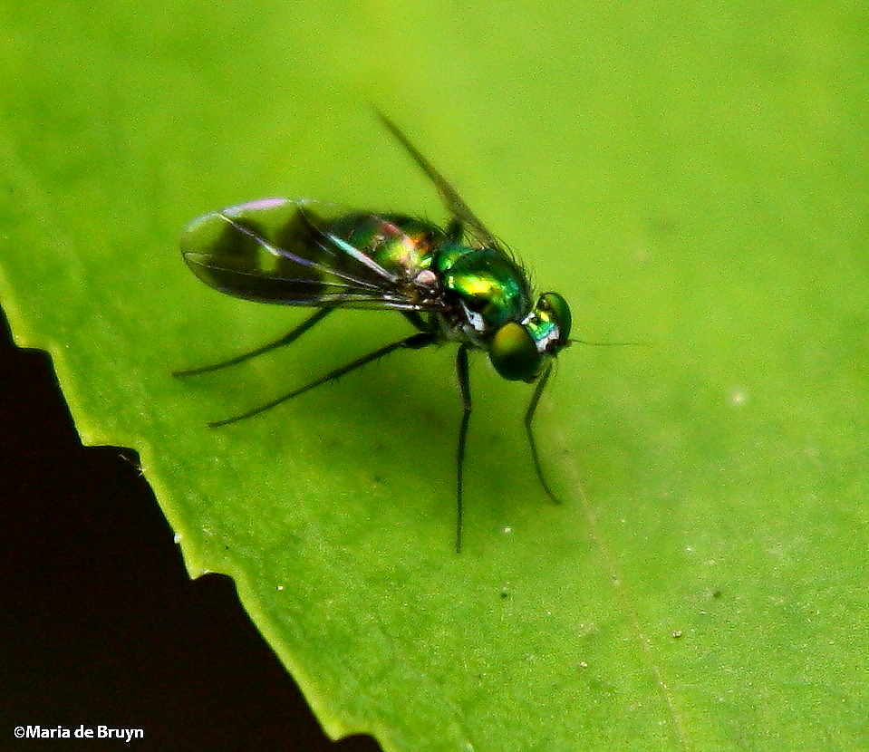 Green and red (and gold) insect jewels | My beautiful world