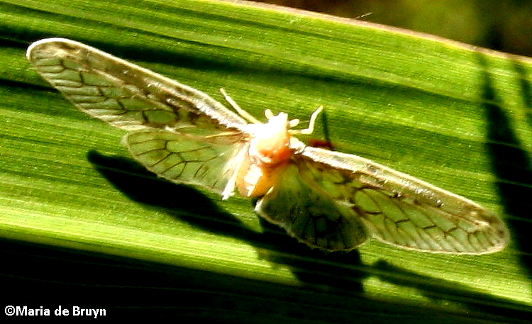 Two-striped planthopper | My beautiful world