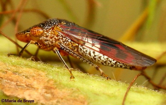 Hoppers – insects not frogs! | My beautiful world