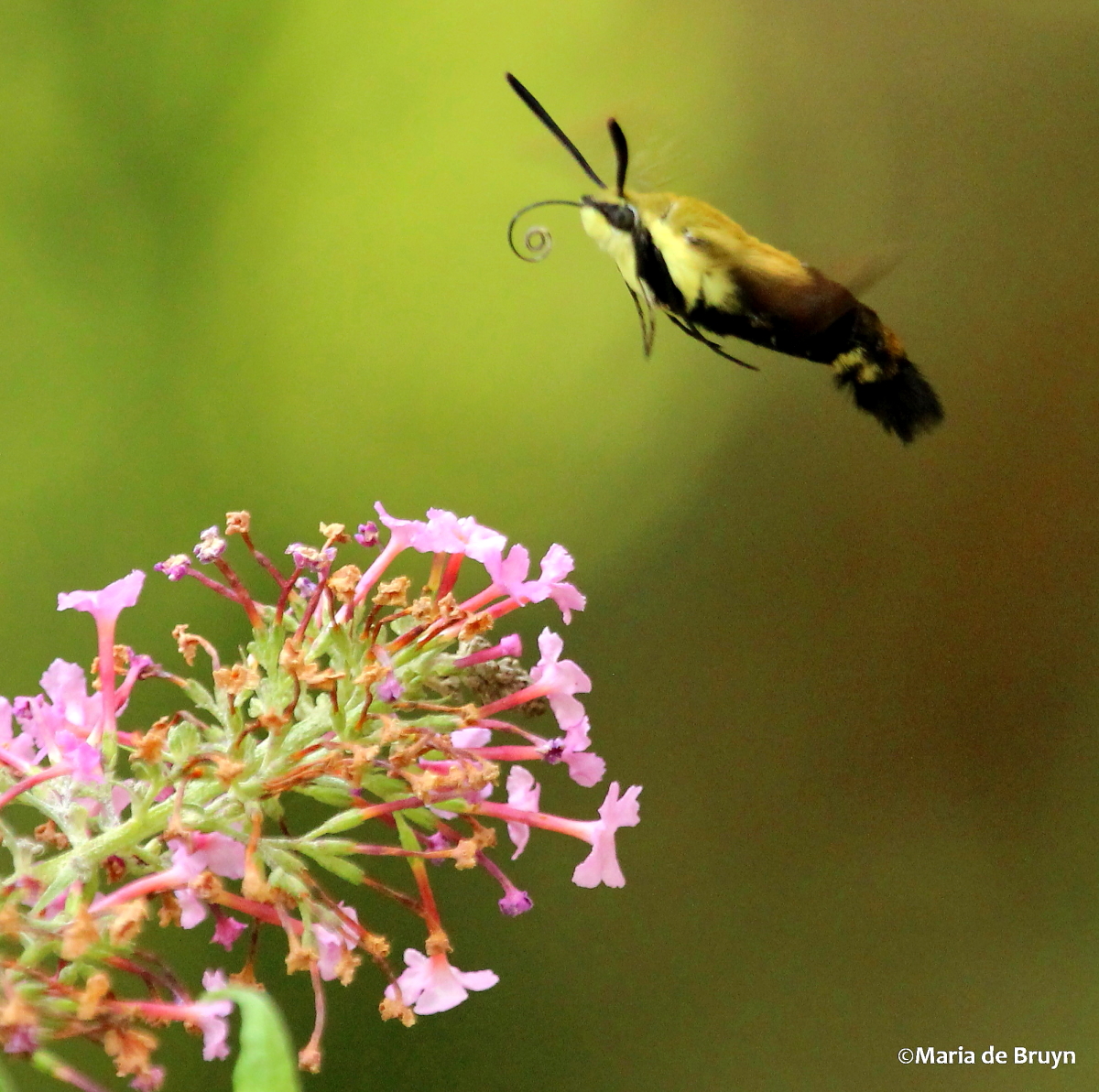transparent wing | My beautiful world