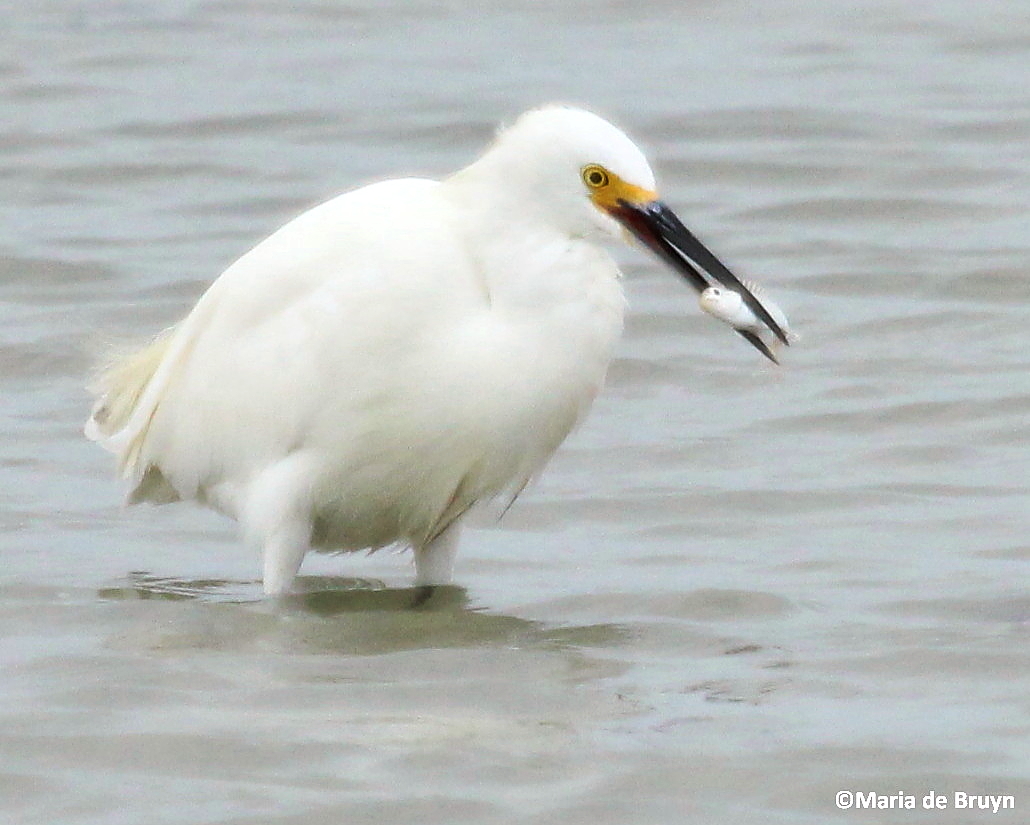 Flashing wings as a hunting technique | My beautiful world
