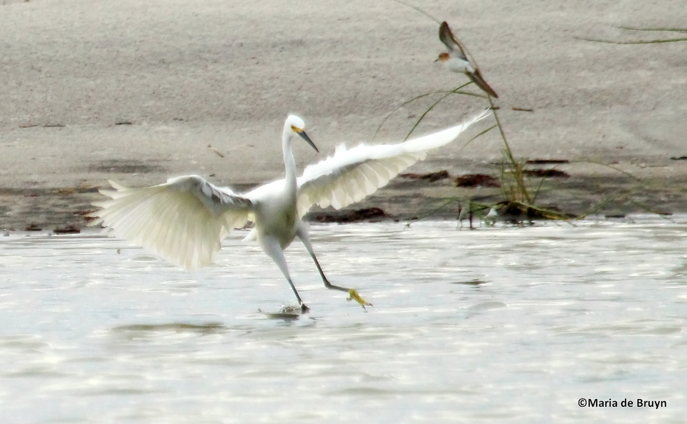Flashing wings as a hunting technique | My beautiful world