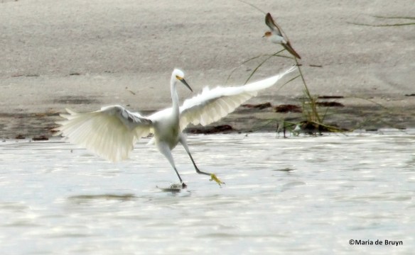 Flashing wings as a hunting technique | My beautiful world