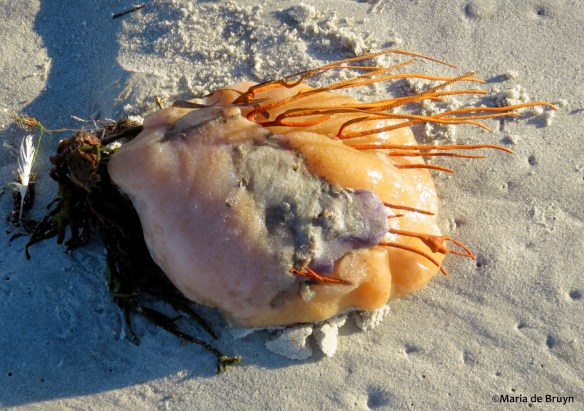 sea pork | My beautiful world