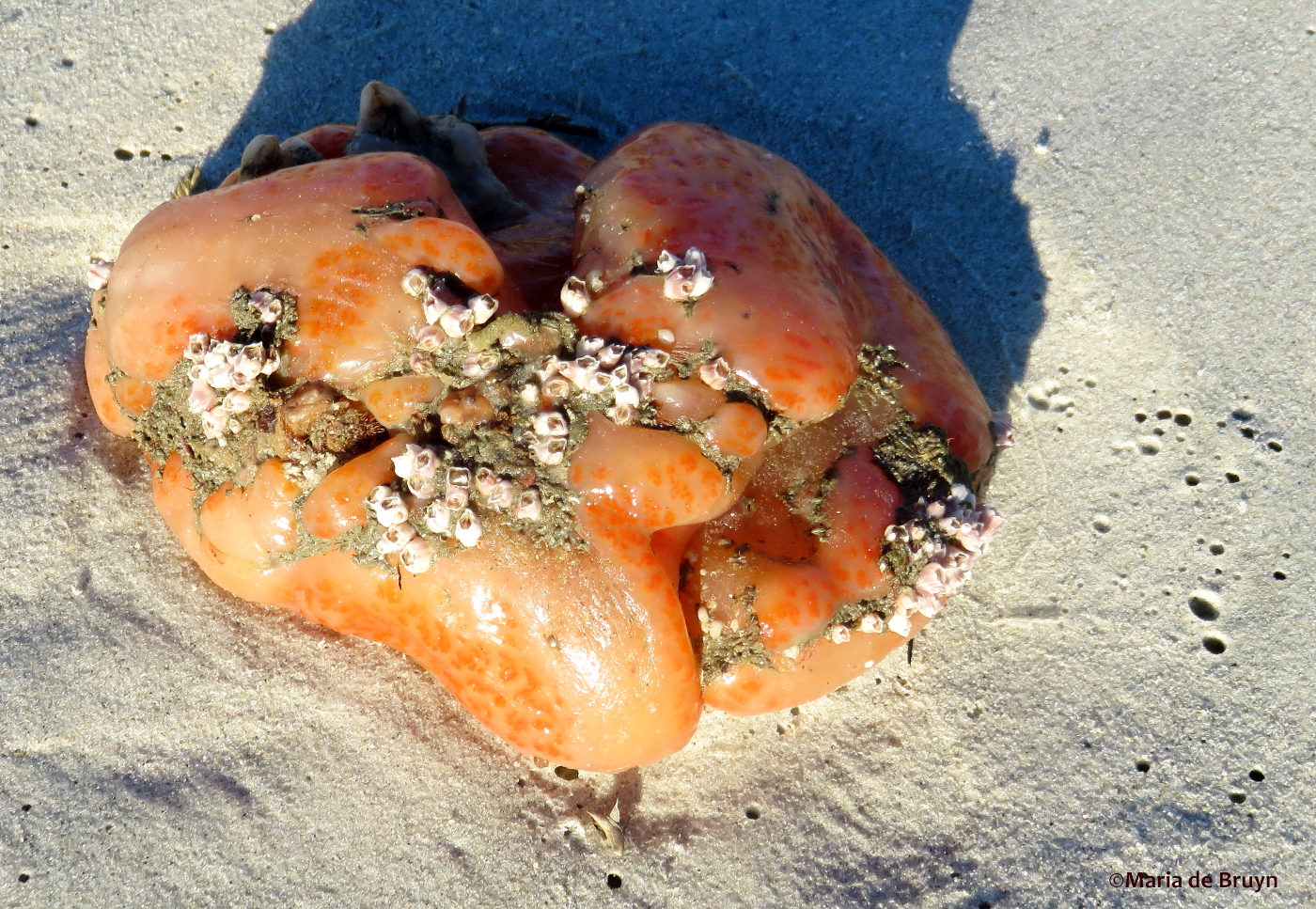 sea pork | My beautiful world