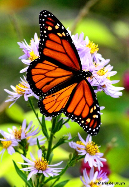 A lucky, lucky day with monarch guardian angels! | My beautiful world