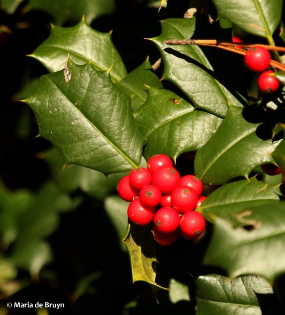 invasive plants | My beautiful world