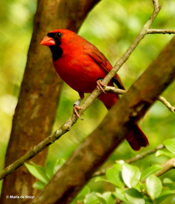 Nest Watch citizen science – 2016 edition | My beautiful world