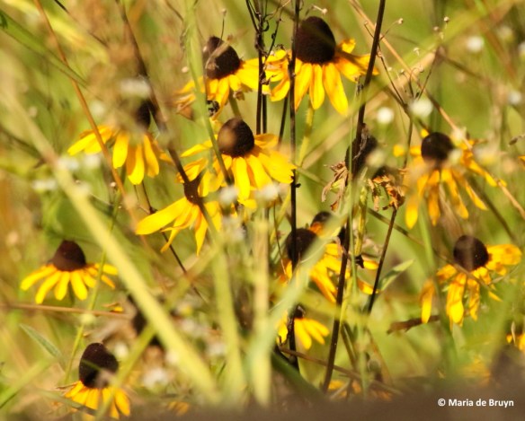 A working farm as a nature reserve | My beautiful world