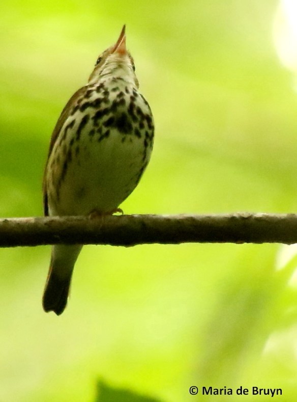 The beautiful “baker” bird | My beautiful world