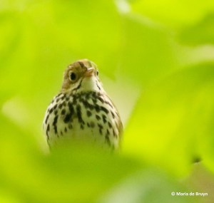 The beautiful “baker” bird | My beautiful world