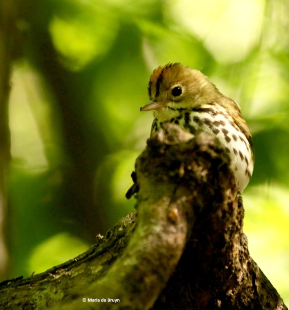 The beautiful “baker” bird | My beautiful world
