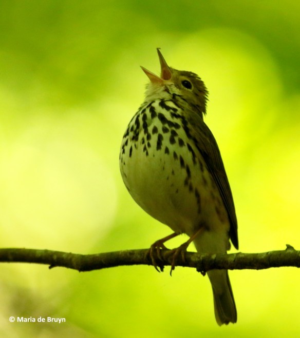 The beautiful “baker” bird | My beautiful world