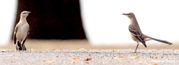 The Northern mockingbird boundary dance | My beautiful world