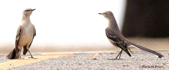 The Northern mockingbird boundary dance | My beautiful world