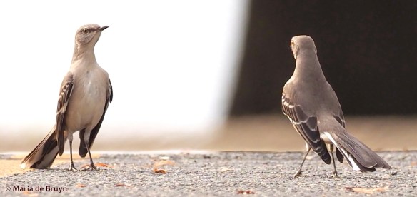 The Northern mockingbird boundary dance | My beautiful world