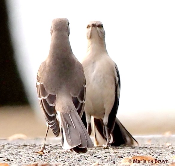 The Northern mockingbird boundary dance | My beautiful world