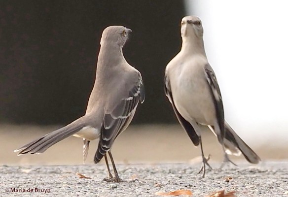 The Northern mockingbird boundary dance | My beautiful world