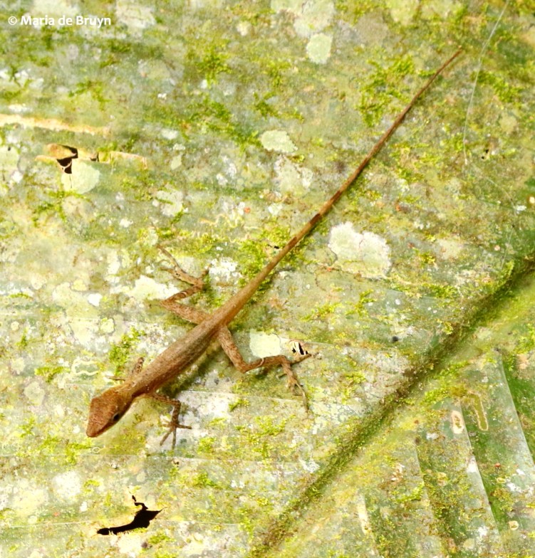 Leapin’ lizards! Remarkable reptiles in Costa Rica | My beautiful world