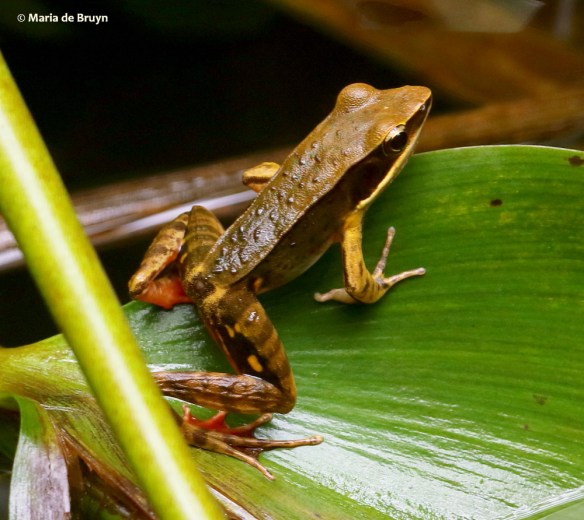 Canal Zone tree frog | My beautiful world
