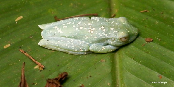 Canal Zone tree frog | My beautiful world