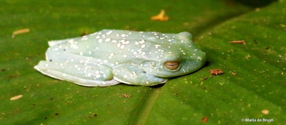 Canal Zone tree frog | My beautiful world