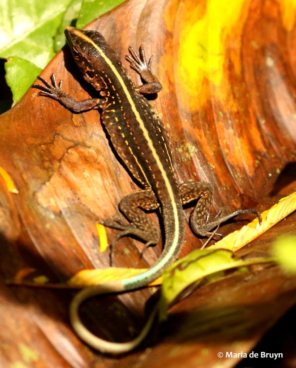 Leapin’ lizards! Remarkable reptiles in Costa Rica | My beautiful world