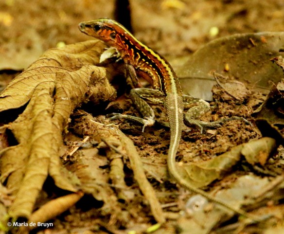 Leapin’ lizards! Remarkable reptiles in Costa Rica | My beautiful world