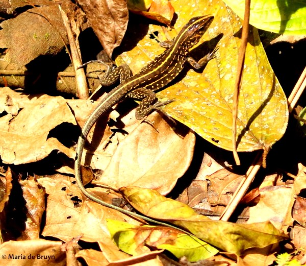 Leapin’ lizards! Remarkable reptiles in Costa Rica | My beautiful world