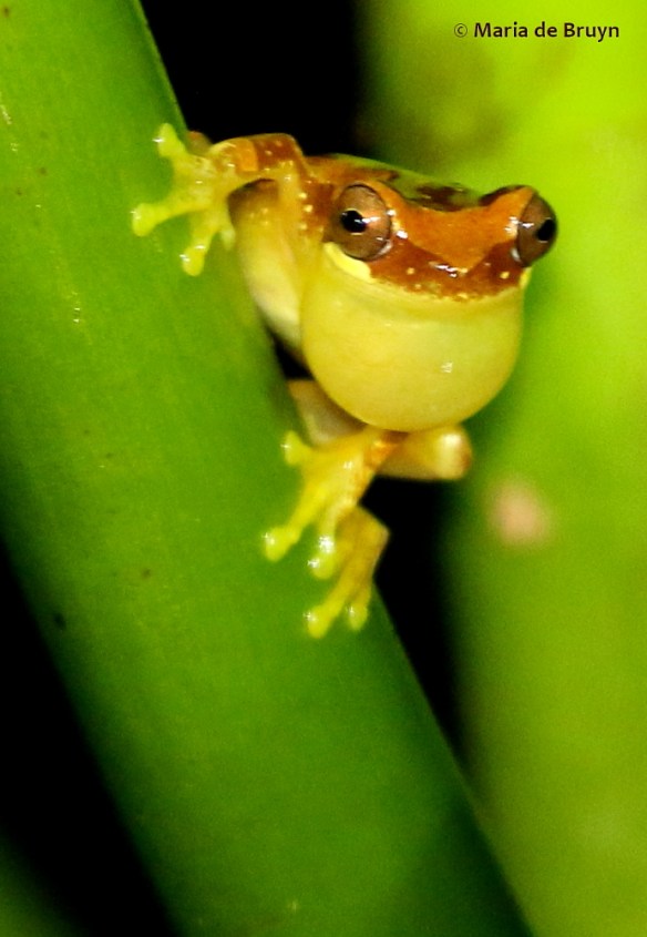 hourglass tree frog | My beautiful world