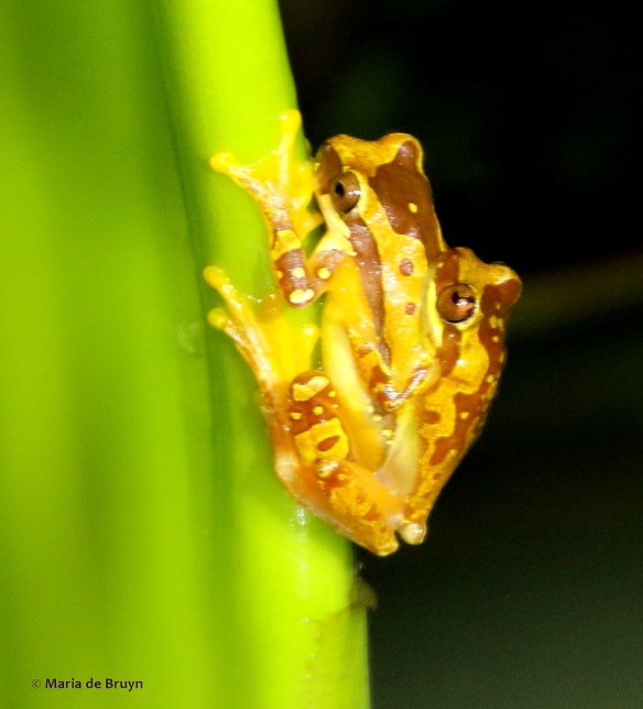 Canal Zone tree frog | My beautiful world