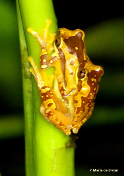 Canal Zone tree frog | My beautiful world