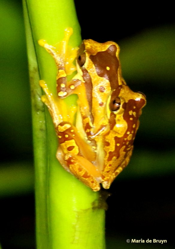 Canal Zone tree frog | My beautiful world
