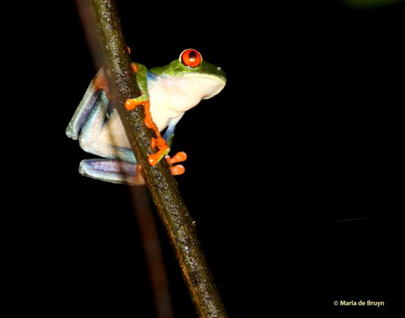 Canal Zone tree frog | My beautiful world