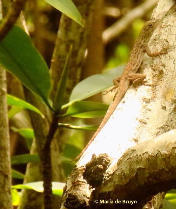 Leapin’ lizards! Remarkable reptiles in Costa Rica | My beautiful world