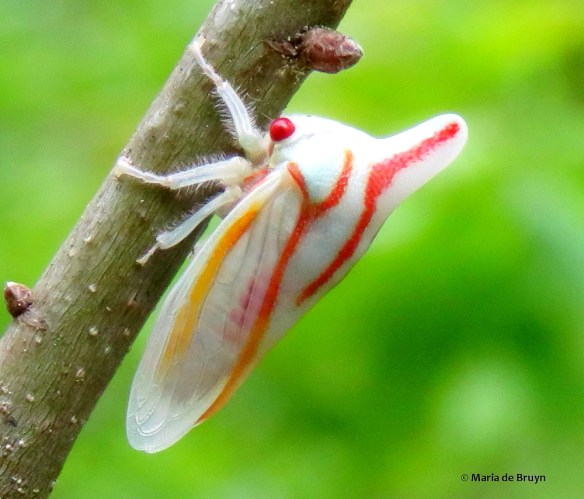 oak treehopper | My beautiful world