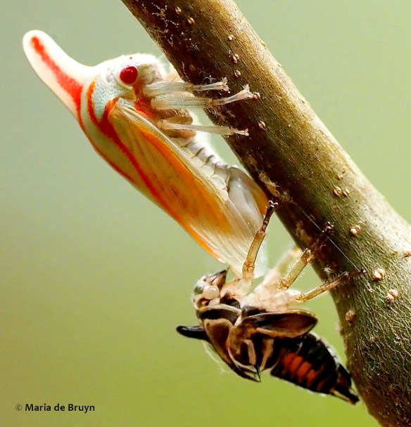 oak treehopper | My beautiful world
