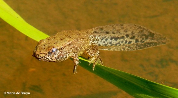 tadpole | My beautiful world