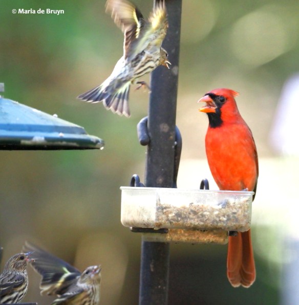 Chilly mornings and nights – birds coping with and resisting the cold ...