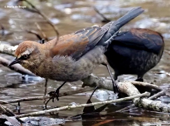 Red-winged, rusty and ravishing – black bird delights! | My beautiful world