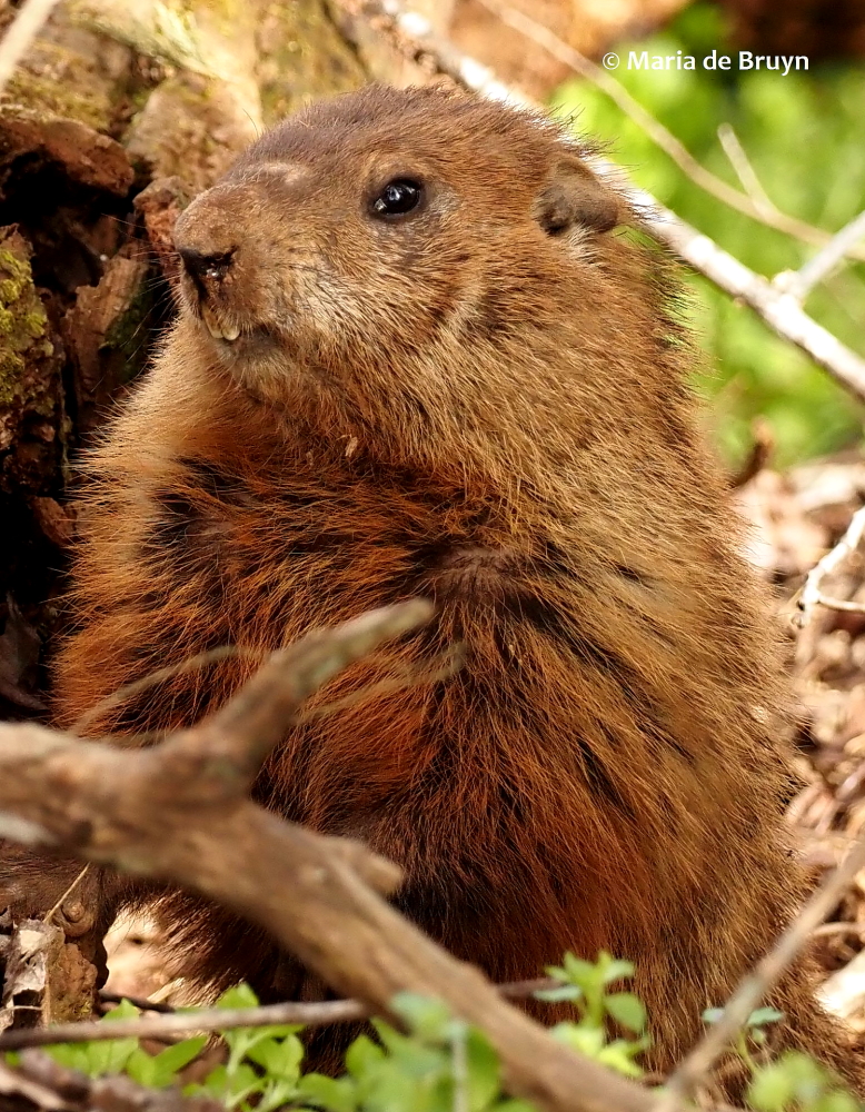 Mammals on the move | My beautiful world